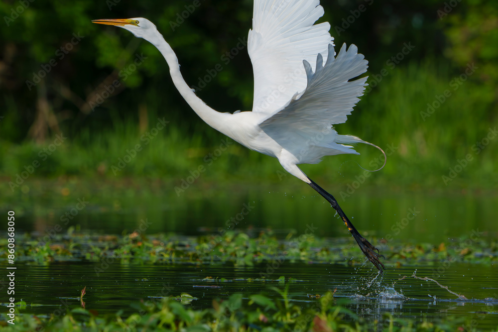 Graceful Great White Egret (Adrea Alba) fishing and scouring the water ...