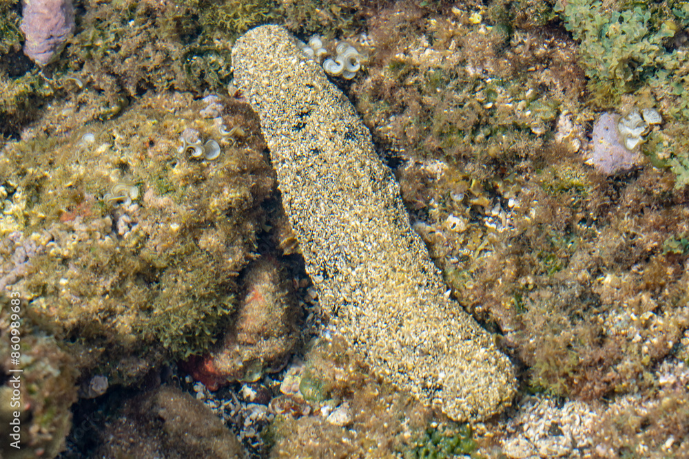 Holothuria atra, black sea cucumber or lollyfish, is a species of ...