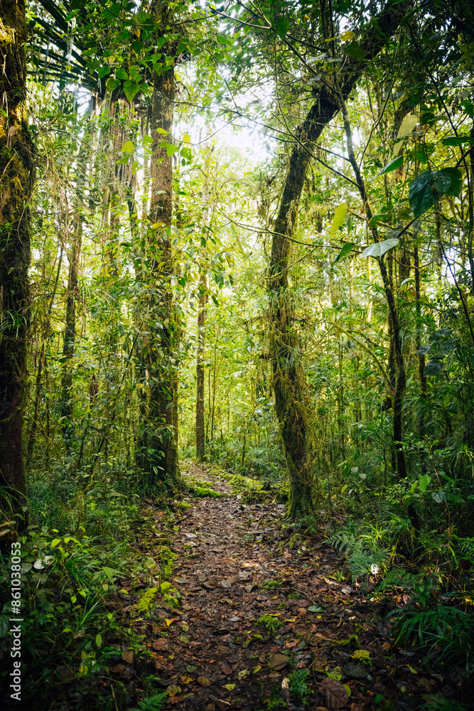 Vibrant green living trees of the ancient moss forest on the Kokoda ...