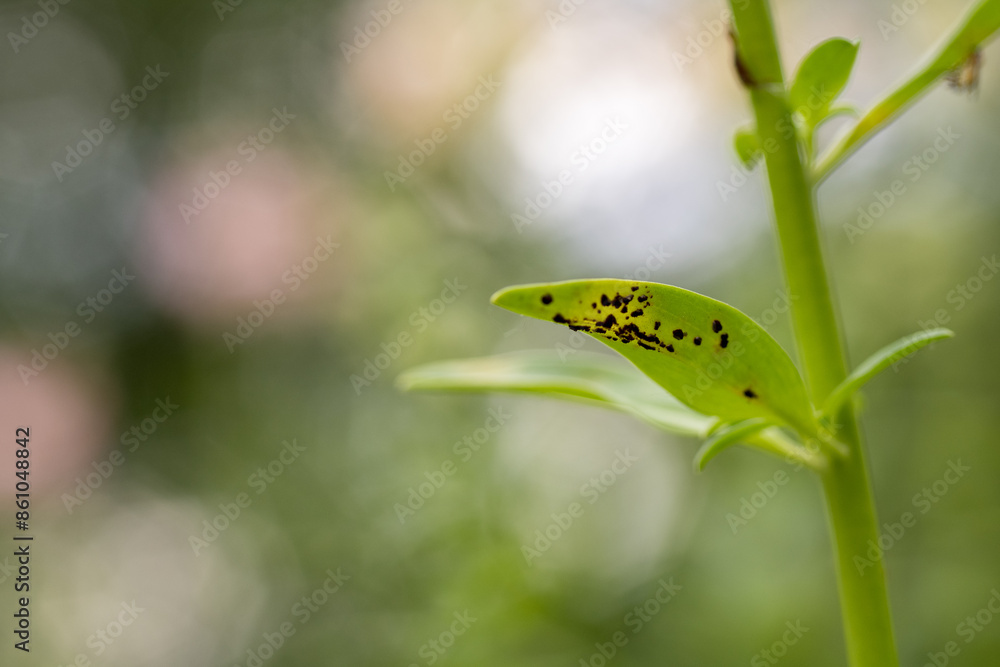 Antirrhinum rust. The most serious disease of snapdragons. It is a ...