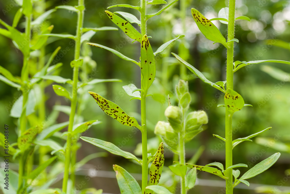 Antirrhinum rust. The most serious disease of snapdragons. It is a ...