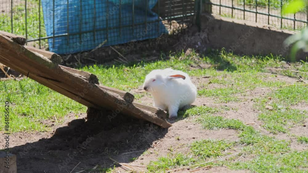 A rabbit on a breeding farm, in an enclosure. Rabbits run, hop, and ...