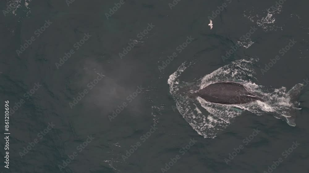 Single humpbackwhale play and blow fountain in Sydney harbour. Whale ...