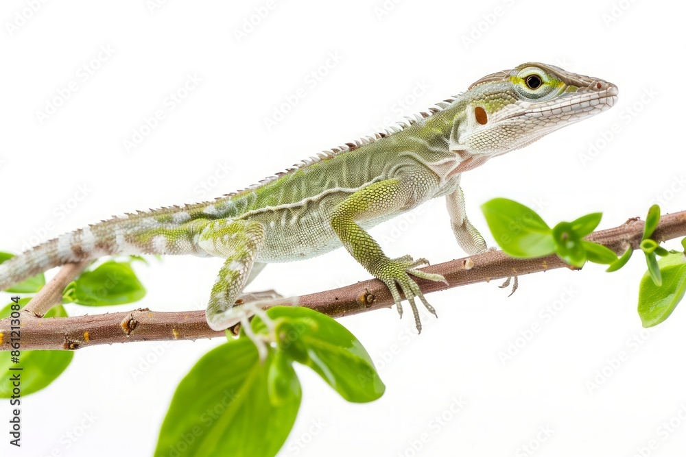 Anolis carolinensis green anole lizard side view sitting on a branch of ...