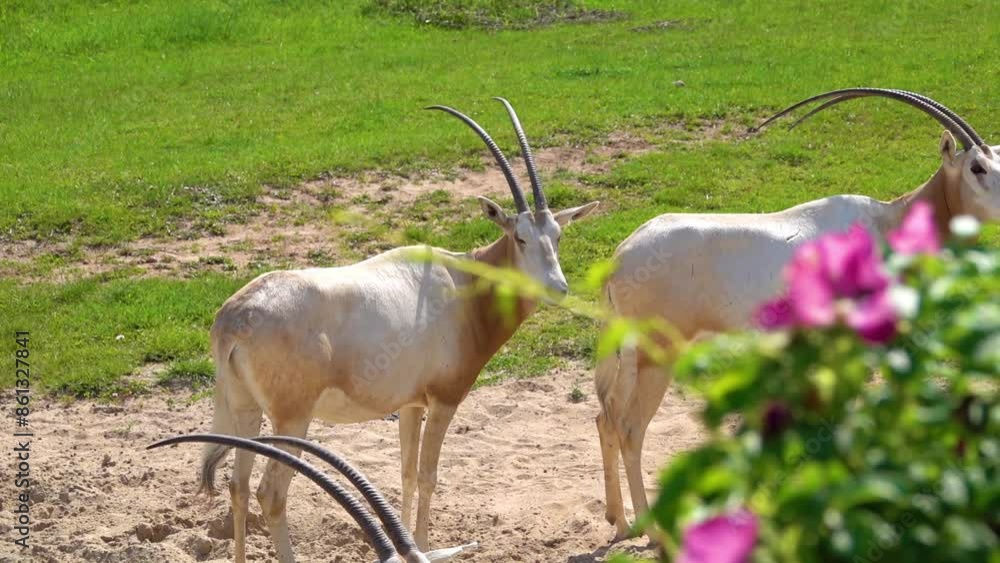 Scimitar oryx or scimitar-horned oryx (Oryx dammah, Sahara or algazel ...