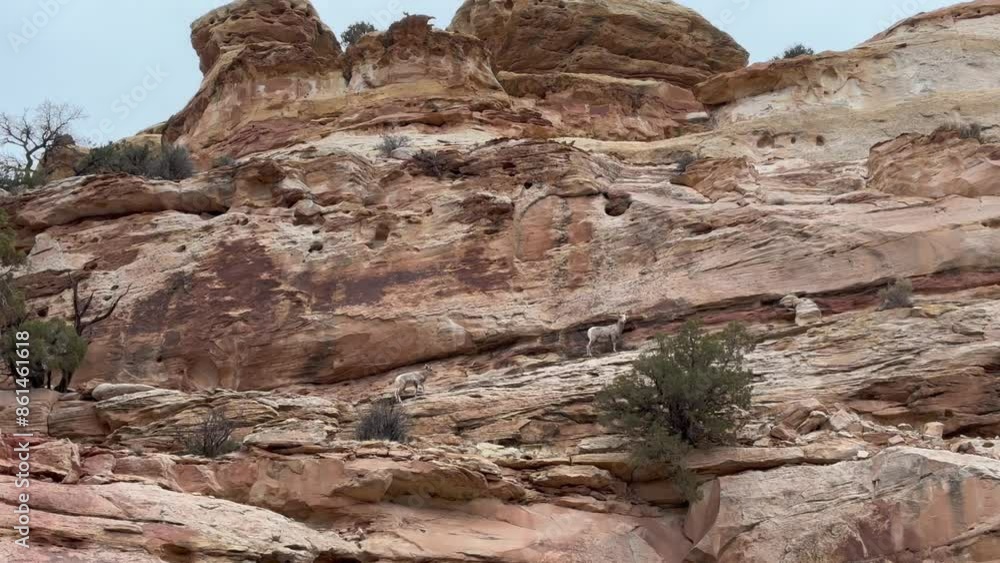 Two desert bighorn sheep traverse a steep cliff face in Utah's Capitol ...