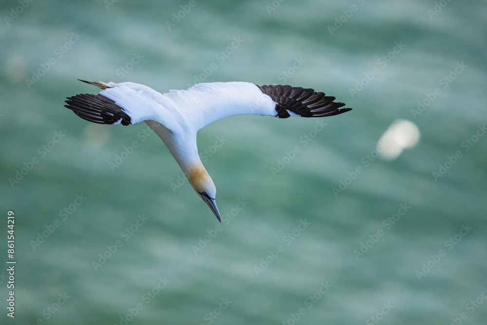 Northern Gannet, Morus bassanus, birds in flight over cliffs, Bempton ...