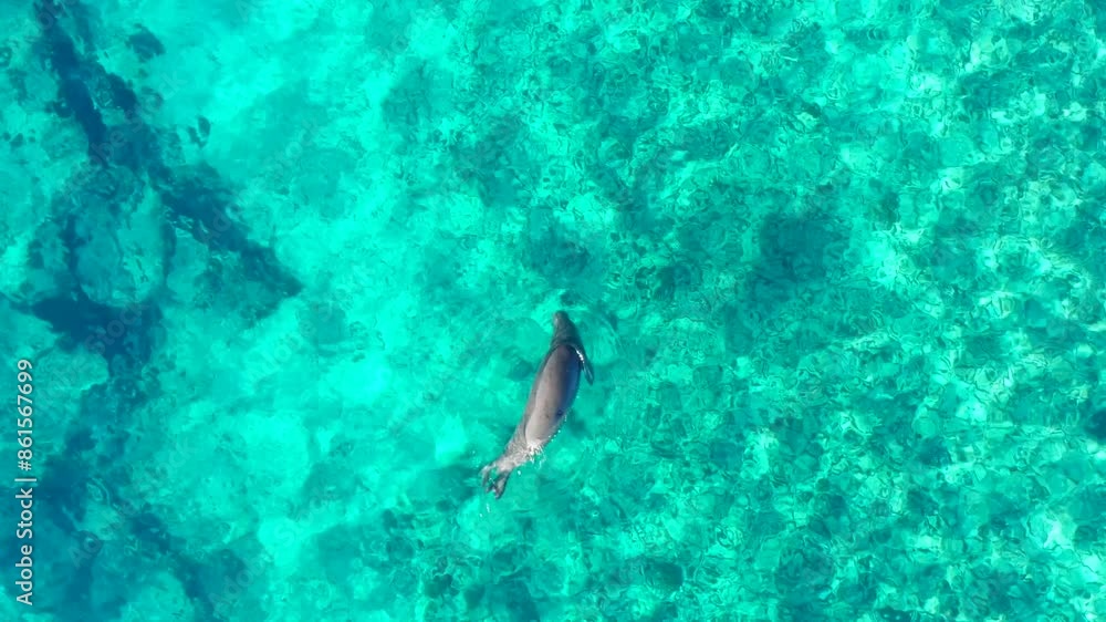 Vídeo do Stock: Overhead seal in clear water swimming from above ...