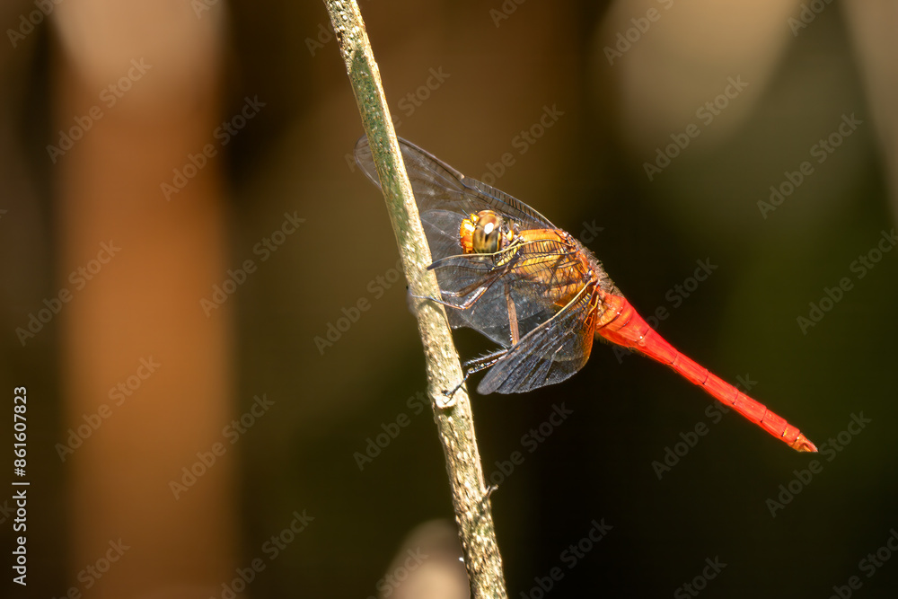 Crimson Dropwing dragonfly - Orthetrum testaceum, beautiful Asian ...