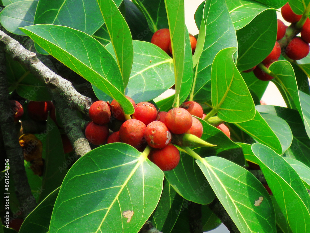 Banyan fruits. Green Leaves of Banyan tree with red fruits. Ficus ...