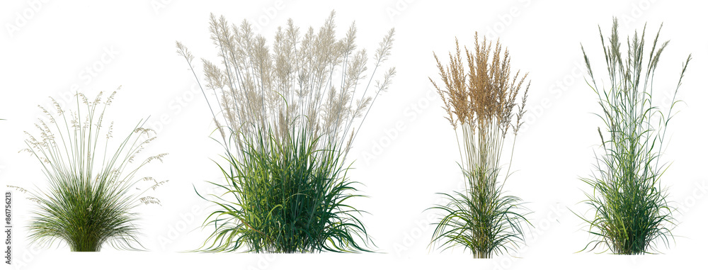 Photo & Art Print Set of frontal Prairie dropseed Sporobolus ...