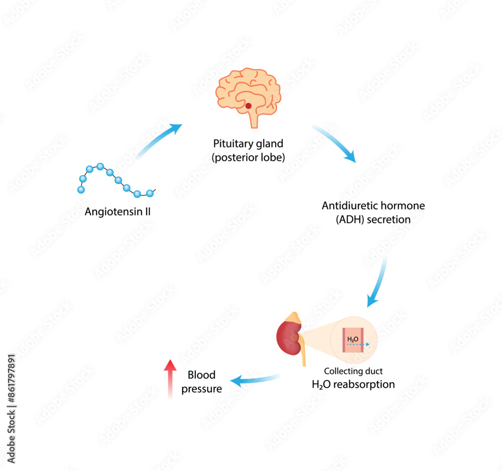 Angiotensin II acts on pituitary gland. Antidiuretic hormone, ADH ...