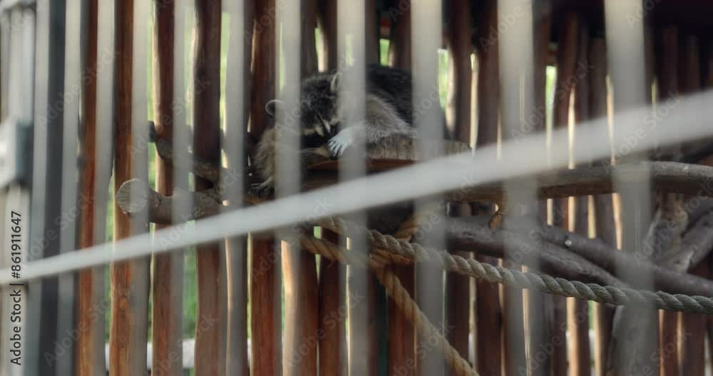 A shot through the metal lattice of a cage in a zoo as a raccoon sits ...
