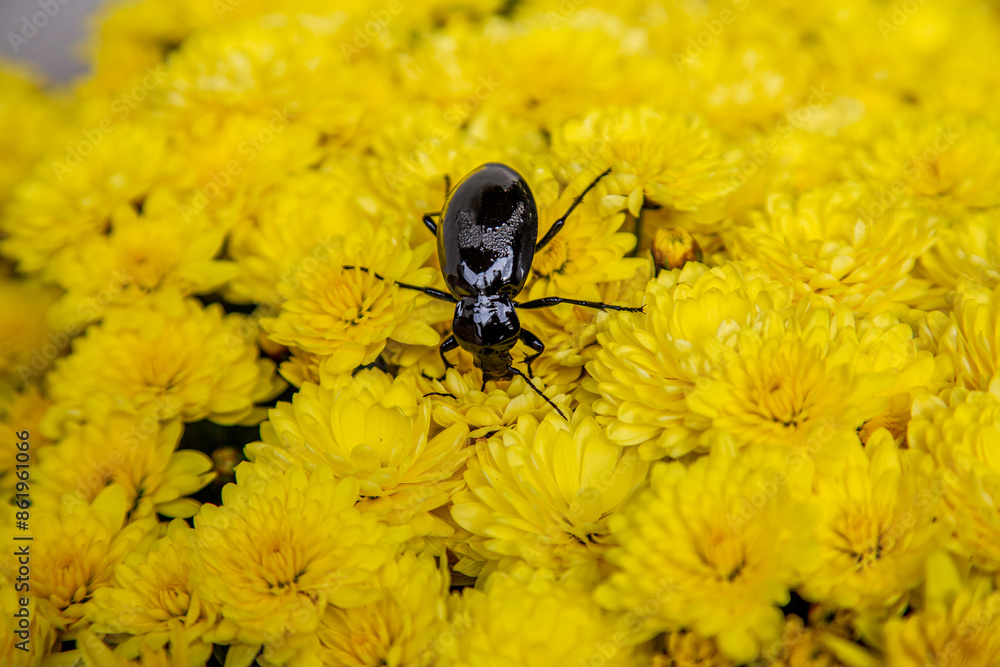 Carabus bessarabicus is a species of ground beetle from family ...