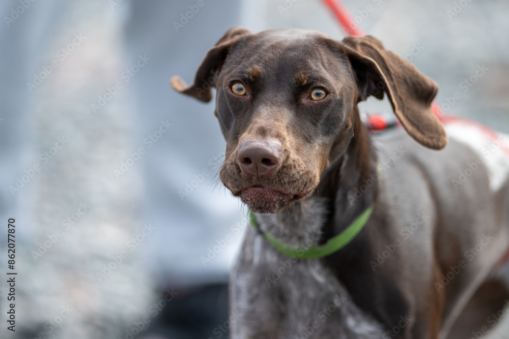 A serious German shorthaired pointer dog. The powerful retriever is ...