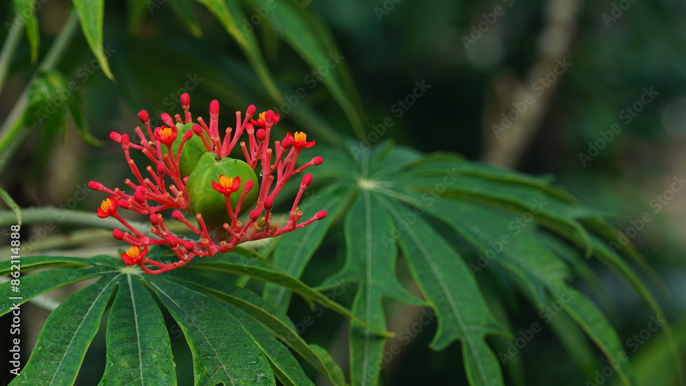 Red flower from Jatropha multifida plant. In Indonesia, this plant is ...