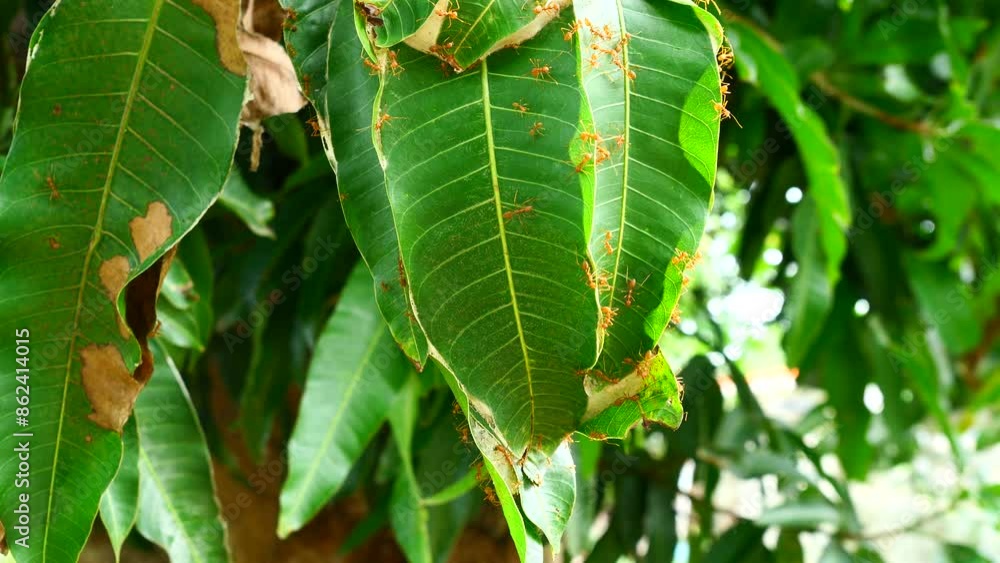Orange gaster or Weaver or Green tree ant herd pulling leaf to make a ...