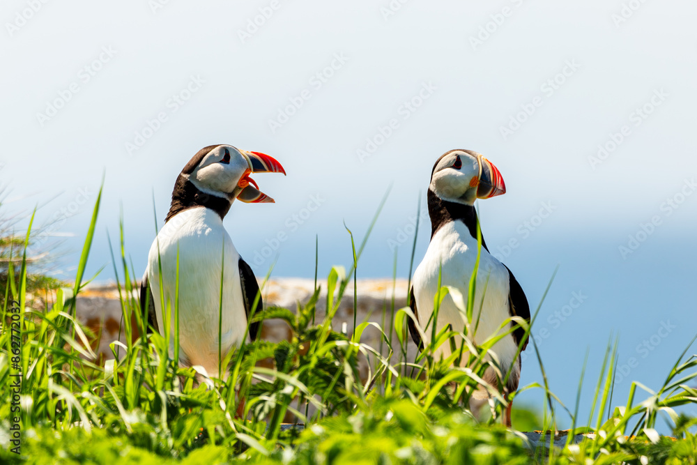 Atlantic puffin with beak wide open and red tongue visible standing on ...