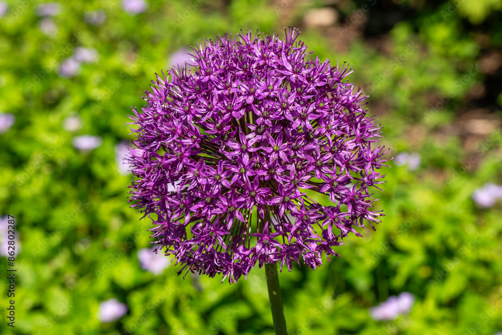 Allium hollandicum 'Purple Sensation' a bulbous summer flowering plant ...