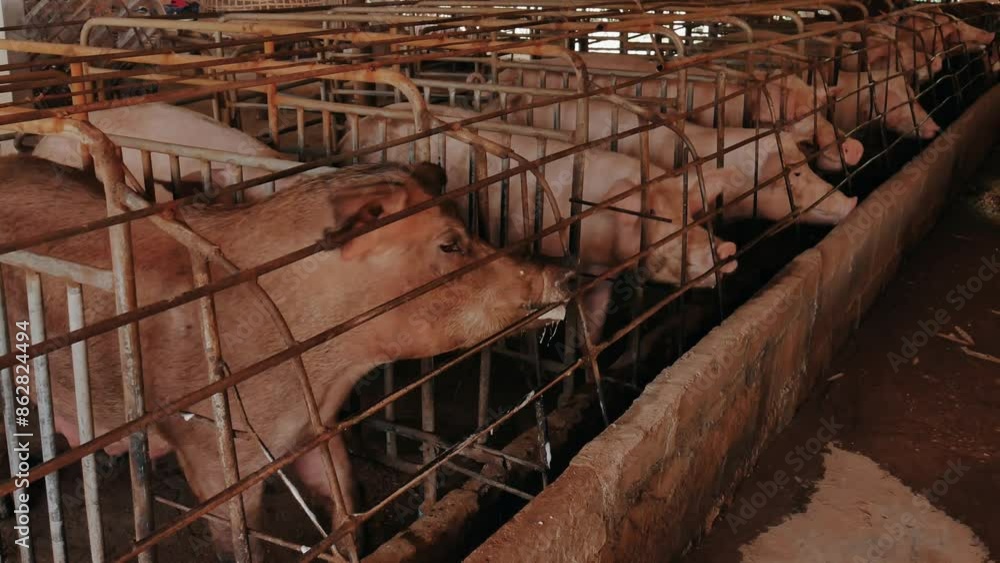 The big pig in the pen is hungry. Big breeder pig in a cage on a pig ...