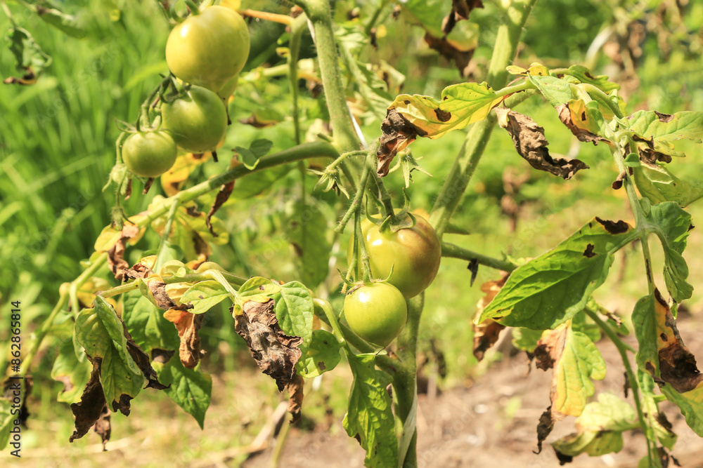 Tomato ill plant with Phytophthora close up (Phytophthora Infestans ...