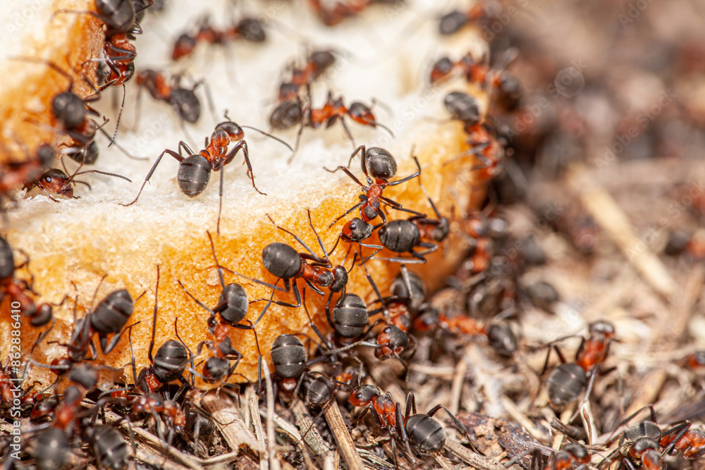 Macro picture with a lot of ants that are located on a slice of bread ...