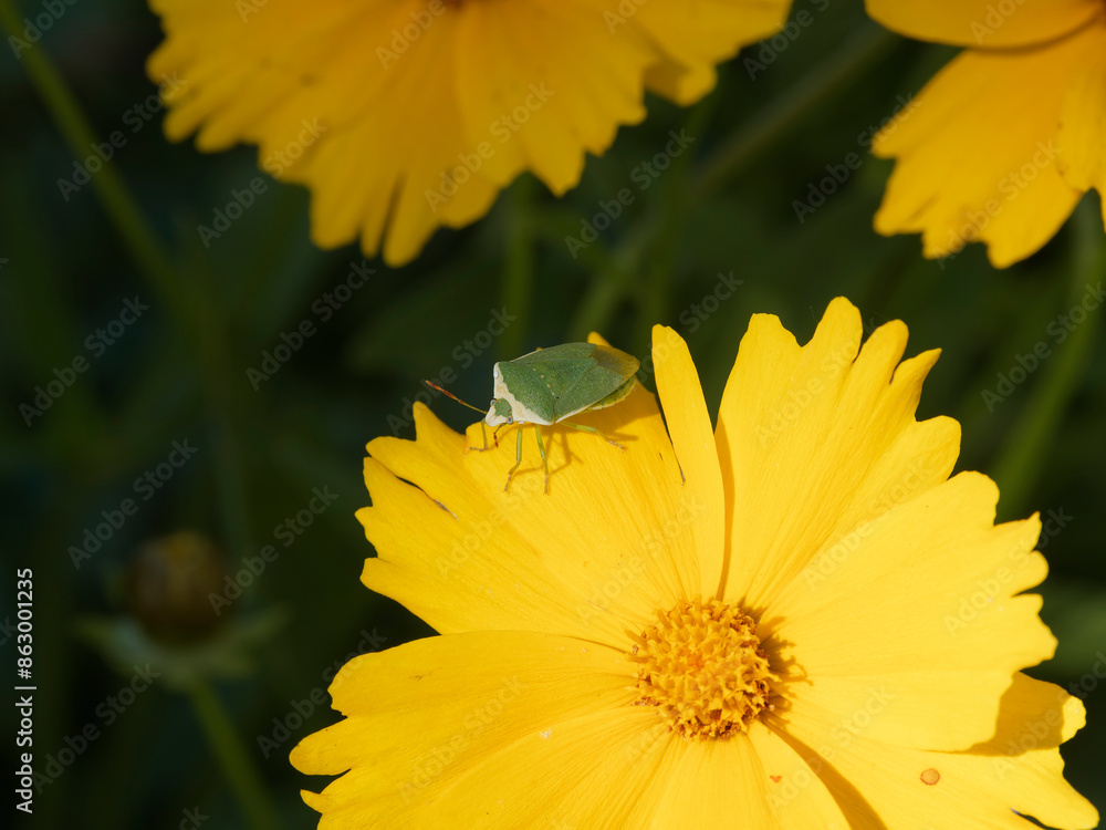 Nezara viridula | Southern green shieldbug or green stink bug with ...