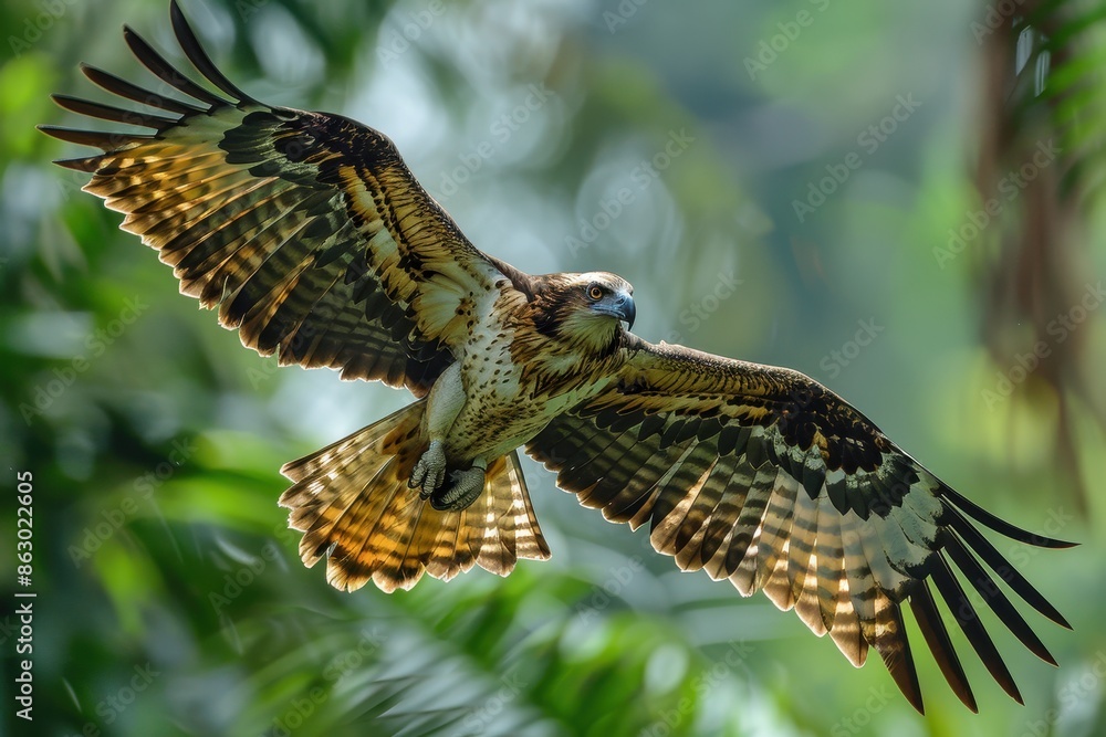 A Philippine eagle soaring high above a lush tropical forest, its ...