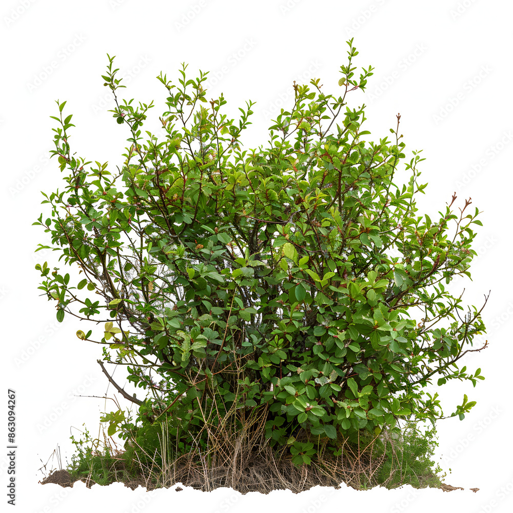 large poison oak bush with fresh spring growth and little flowering ...