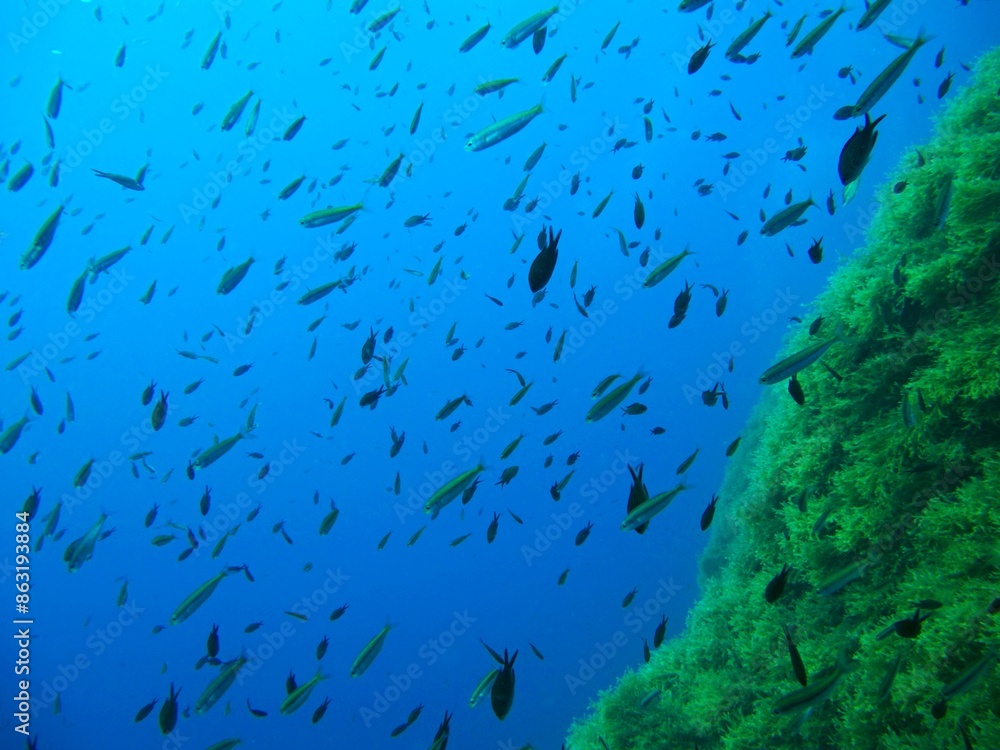 School of swimming fish in the blue ocean. Algae, fish and blue sea ...