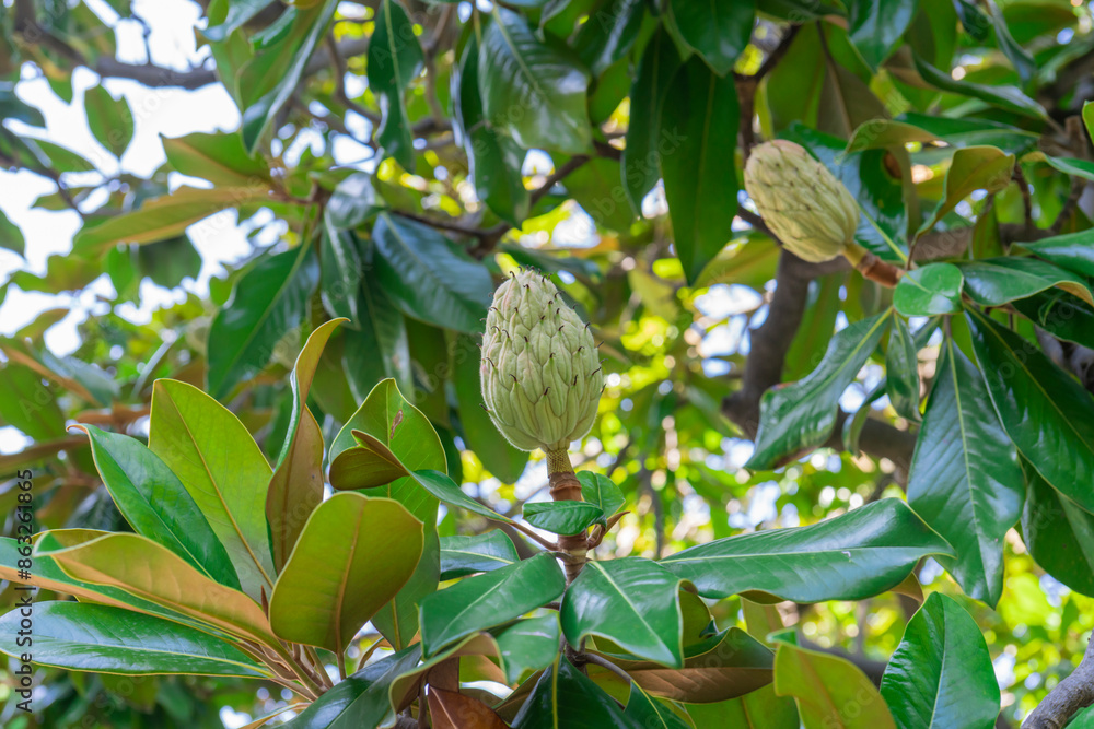 Magnolia grandiflora fruit. Magnolia fruits on a tree branch close-up ...