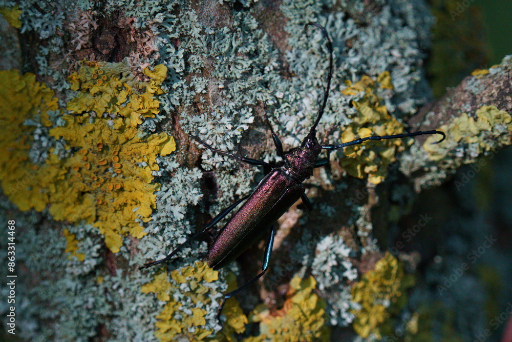 Beautiful multi-colored beetle with long mustache. The musk beetle ...