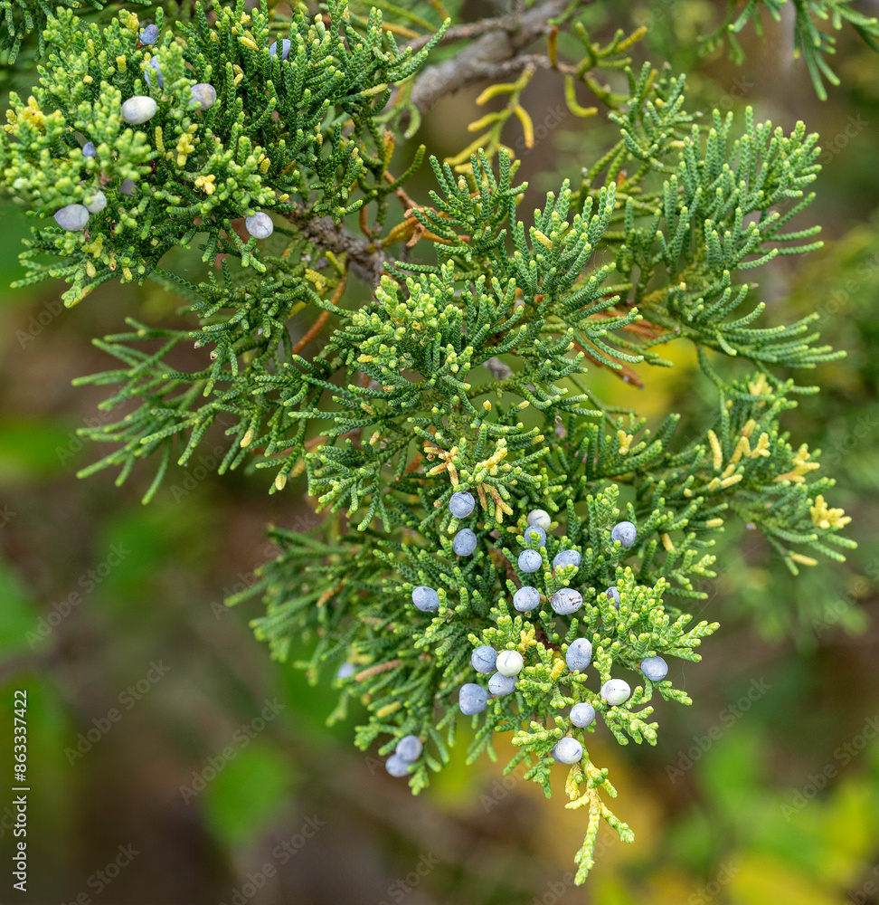 The pale blue berries of the native tree, Virginia juniper, Juniperus ...