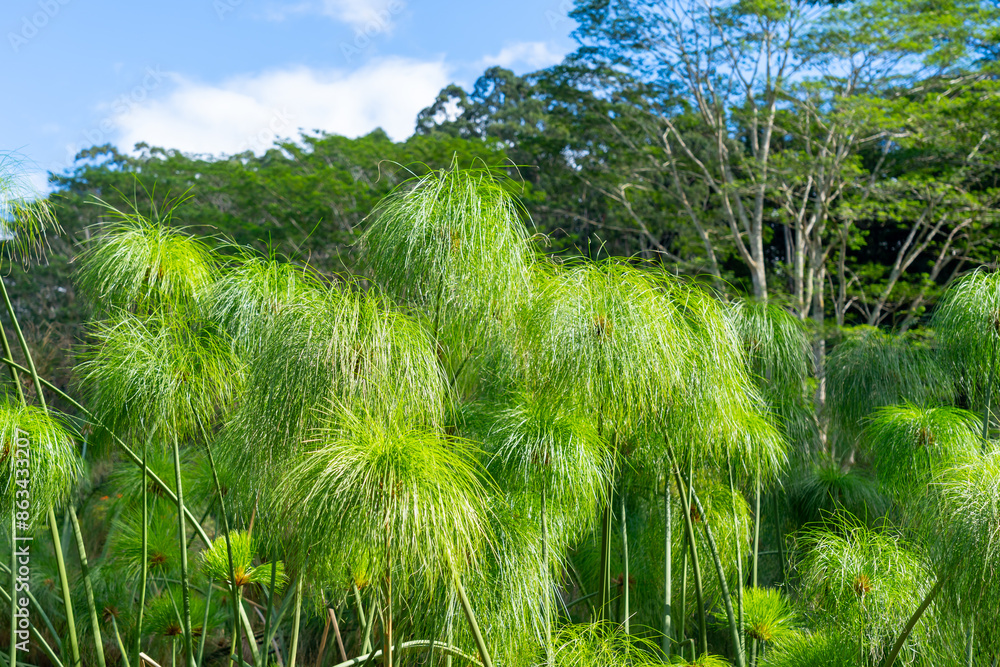 Cyperus papyrus (papyrus) growing in Kauai, Hawaii, USA. Cyperus ...
