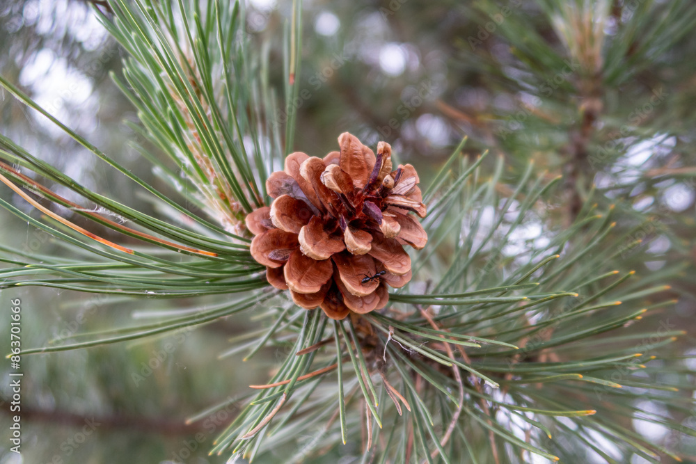 Pinus nigra. Detail of the pineapple with an ant and the long needles ...