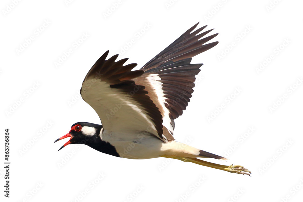Red-wattled Lapwing flying isolated on transparent background png file ...