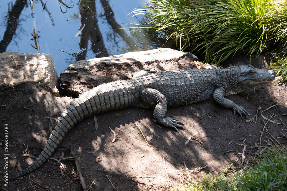 Alligators have a long, rounded snout that has upward facing nostrils ...