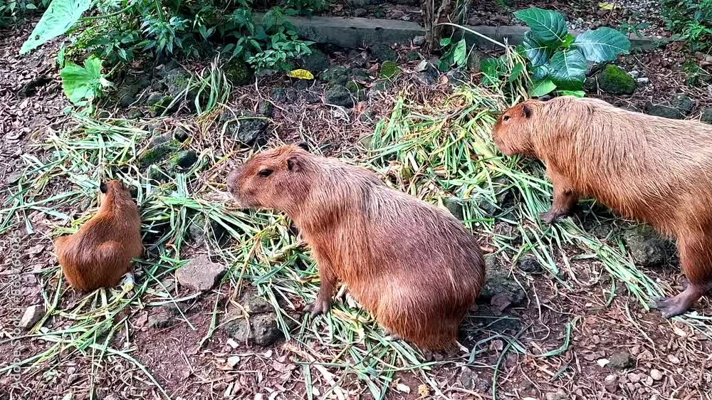 Capybara (Hydrochoerus hydrochaeris) is largest rodent in the world ...