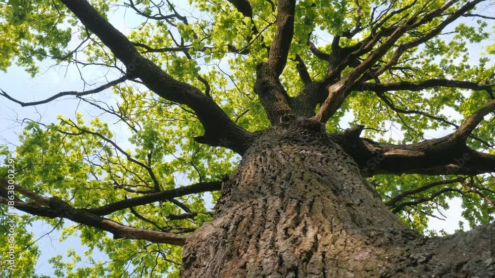 From a low angle perspective, the majestic hundred-year-old oak tree is ...