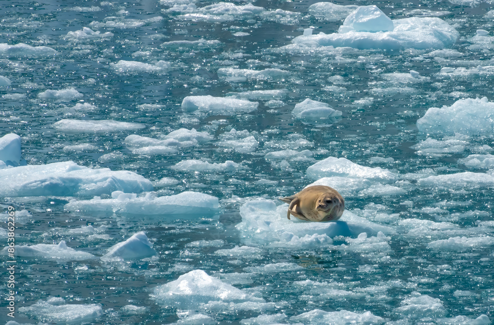 Harbor seal using ice floats and icebergs from the calving Aialik ...