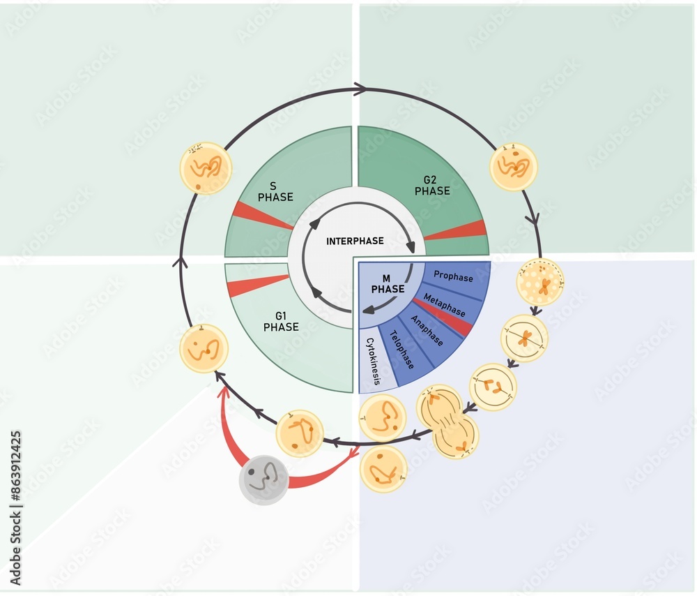The cell cycle is composed of interphase (G₁, S, and G₂ phases ...