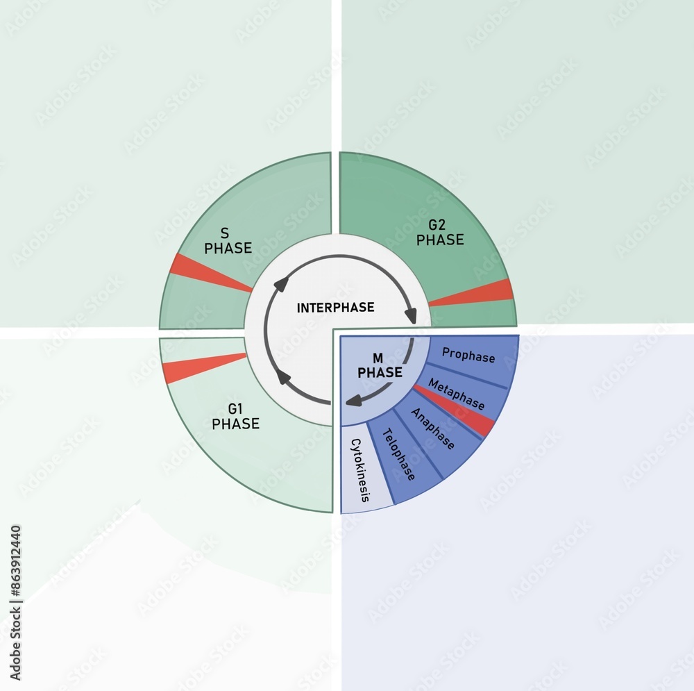 The cell cycle is composed of interphase (G₁, S, and G₂ phases ...