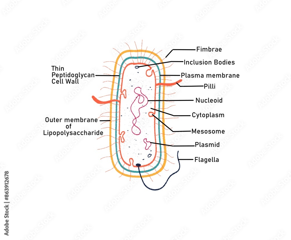 Structure of a Gram negative bacteria Stock Illustration | Adobe Stock