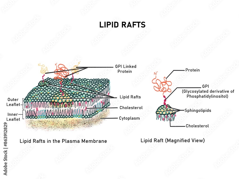 Structure of lipid rafts in the plasma membrane foto de Stock | Adobe Stock