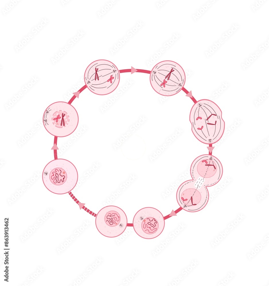 Mitosis is a process where a single cell divides into two identical ...