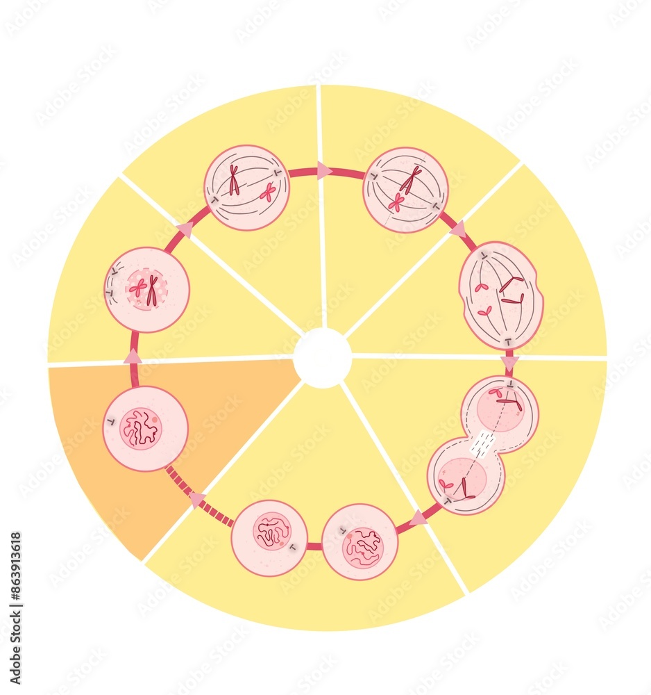 Mitosis is a process where a single cell divides into two identical ...