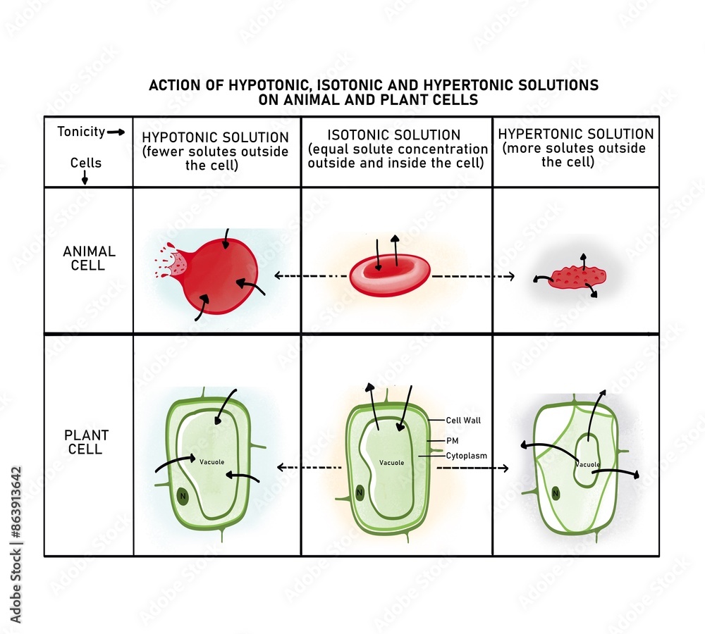 Osmosis in a red blood cell (crenation) and a plant cell (plasmolysis ...