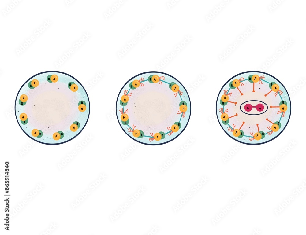 Different types of cilia found in organisms Stock Illustration | Adobe ...