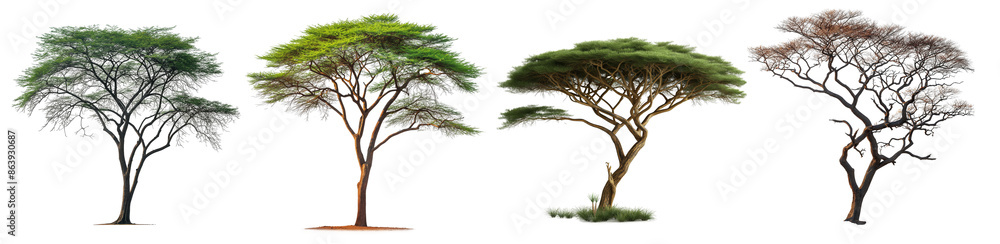 African tree, big tree collection set, sunny day, PNG transparent ...