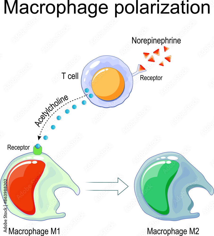 Poster Macrophage polarization. M1 and M2 macrophages – Wall Art ...